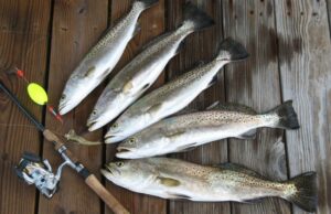Texas Saltwater Fish Limits: Top 30 Game Fish List - Active At The Beach