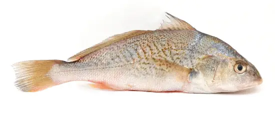 What Saltwater Fish Can You Catch Off Of A Pier? - Active At The Beach