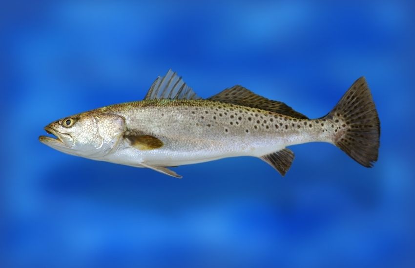 Florida Saltwater Fish Size Limits: Top 50 Game Fish List - Active At ...